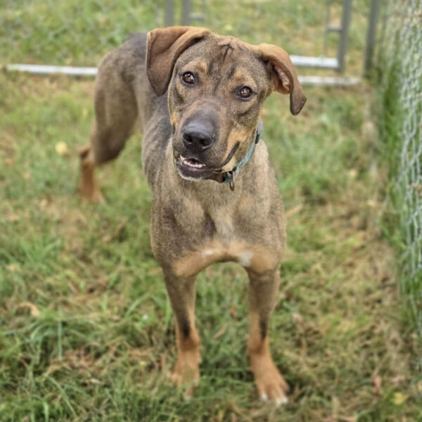 Jamie - Animal House Shelter