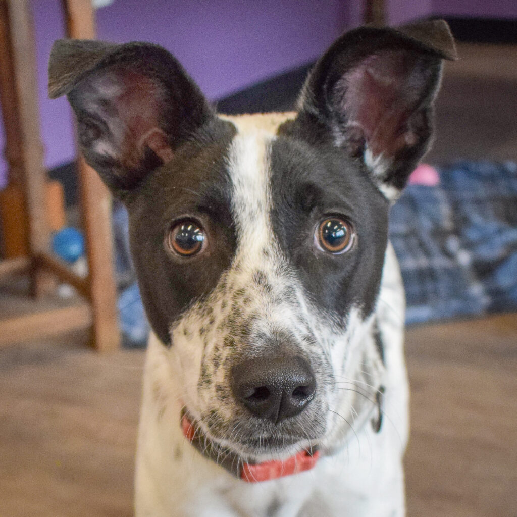 Led Zepplin - Animal House Shelter