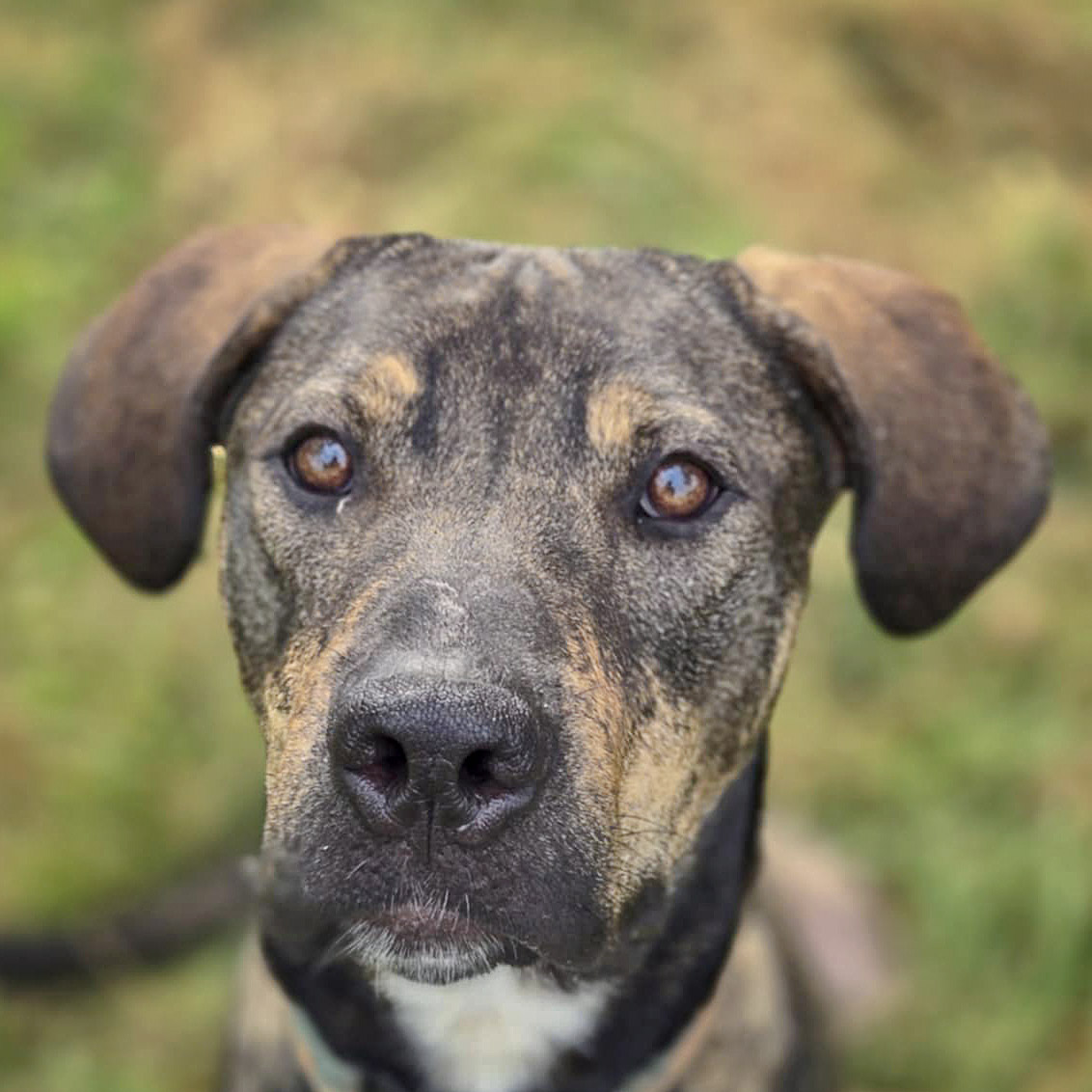 Morgan - Animal House Shelter