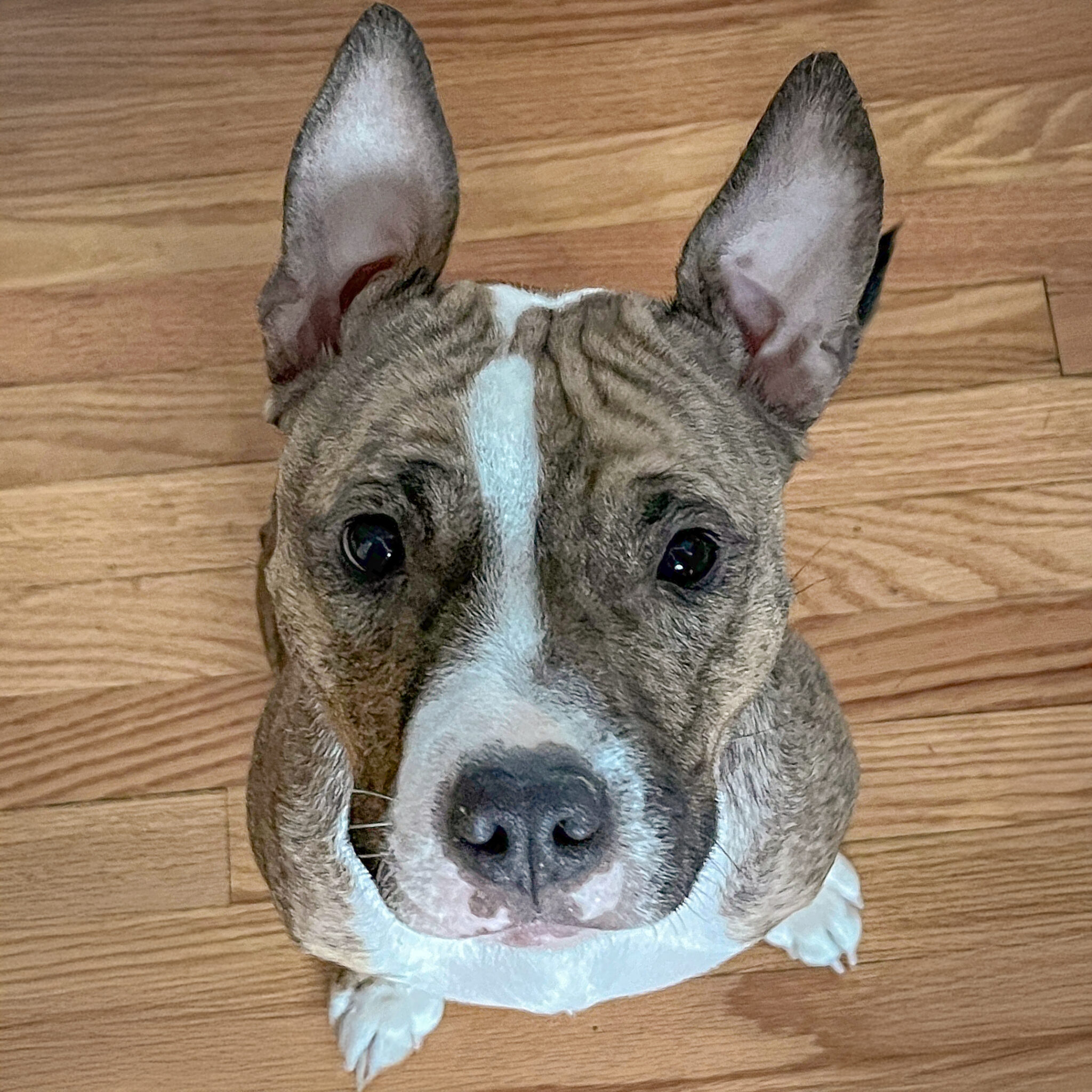 Pebble - Animal House Shelter