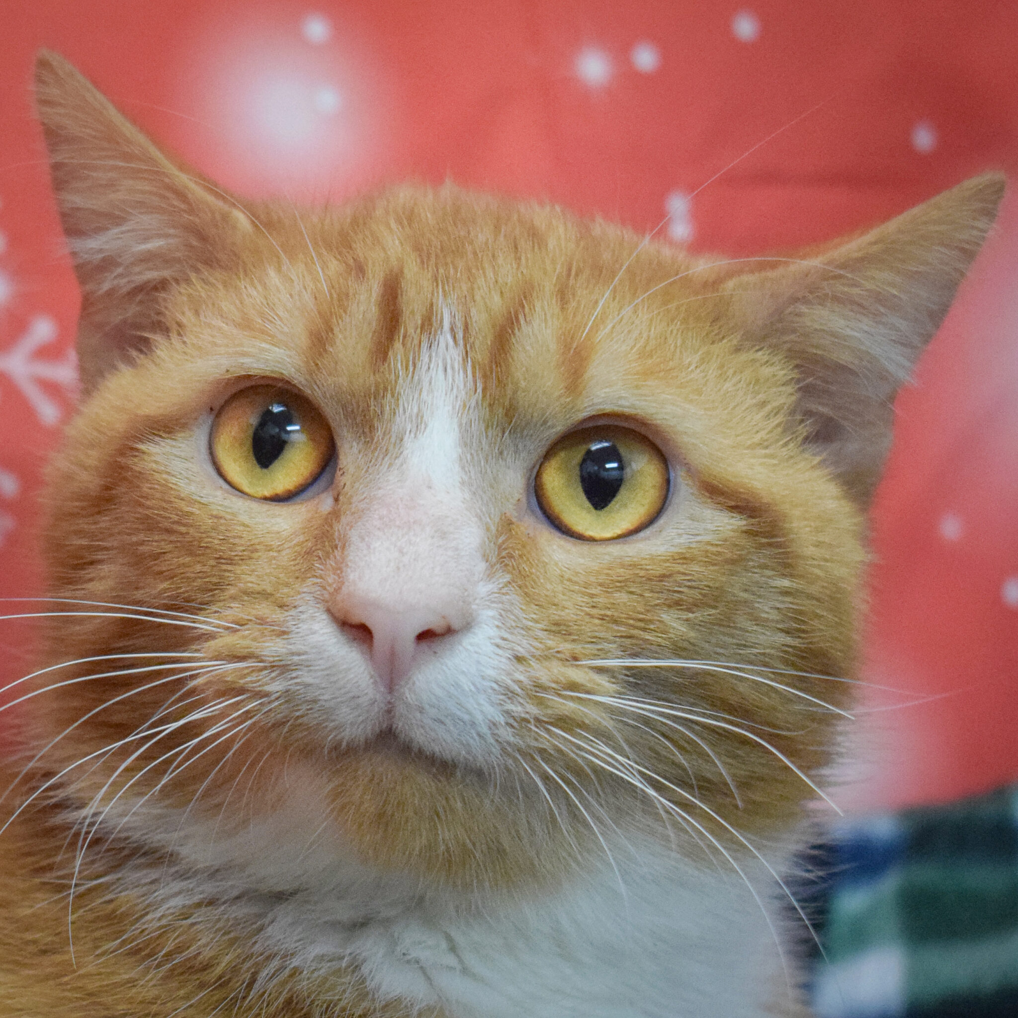 Ronald - Animal House Shelter