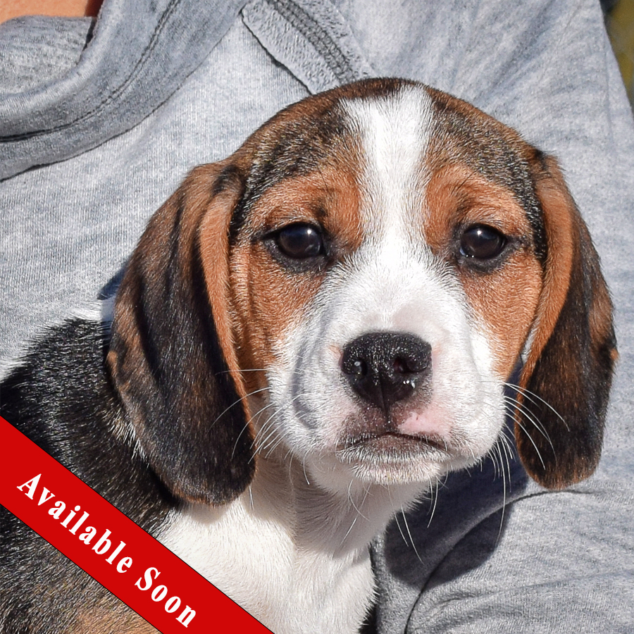 Tex - Animal House Shelter