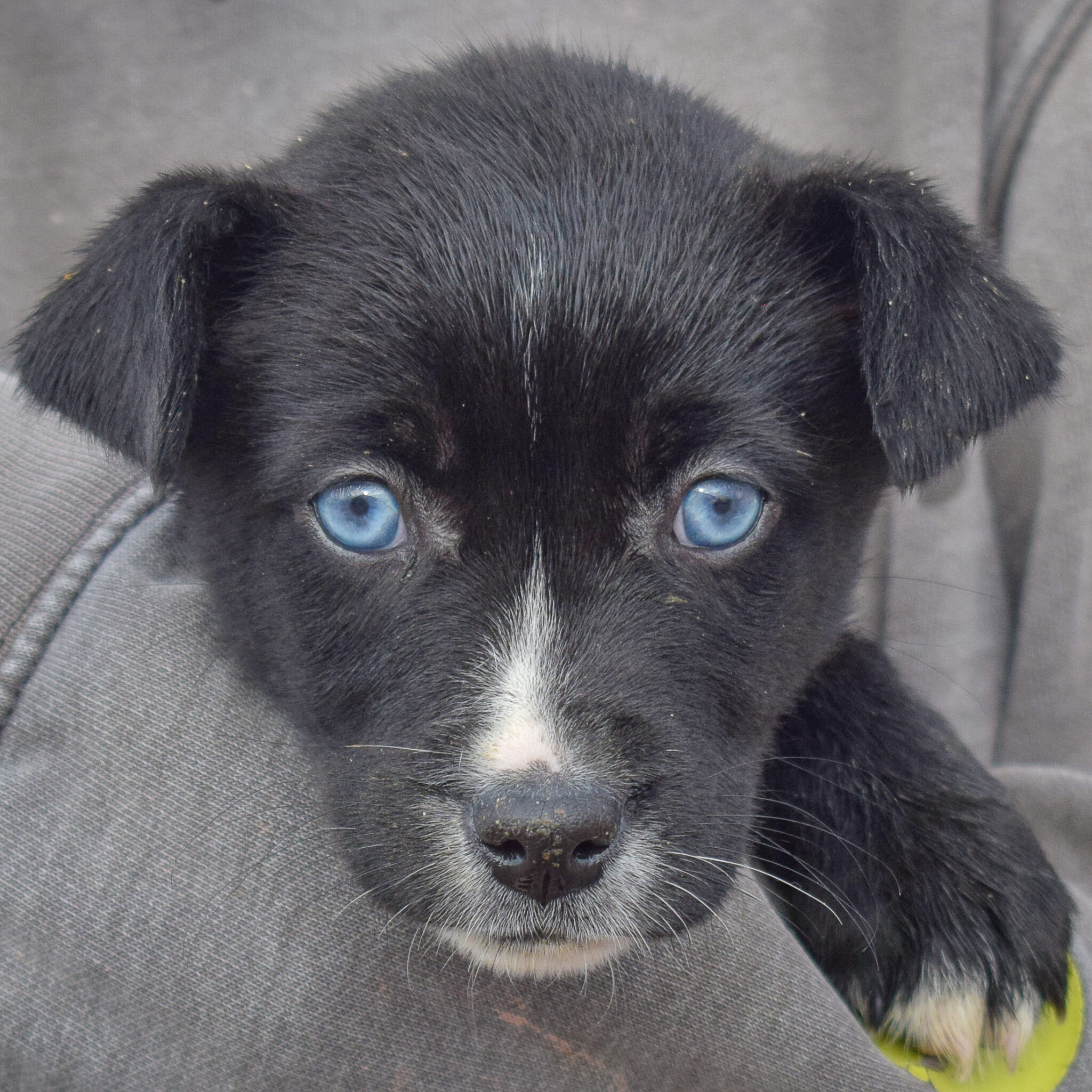 Finney - Animal House Shelter