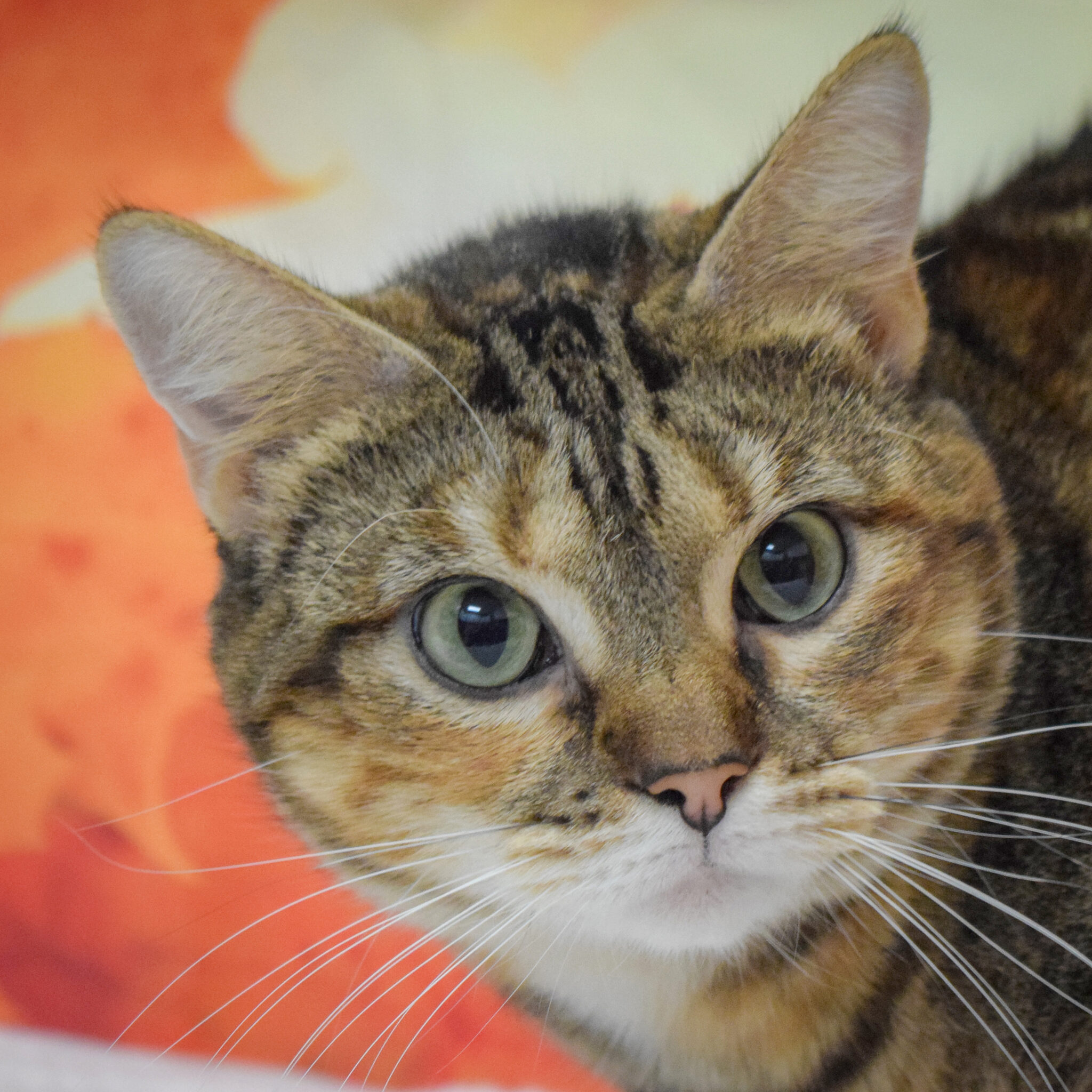 Karen - Animal House Shelter