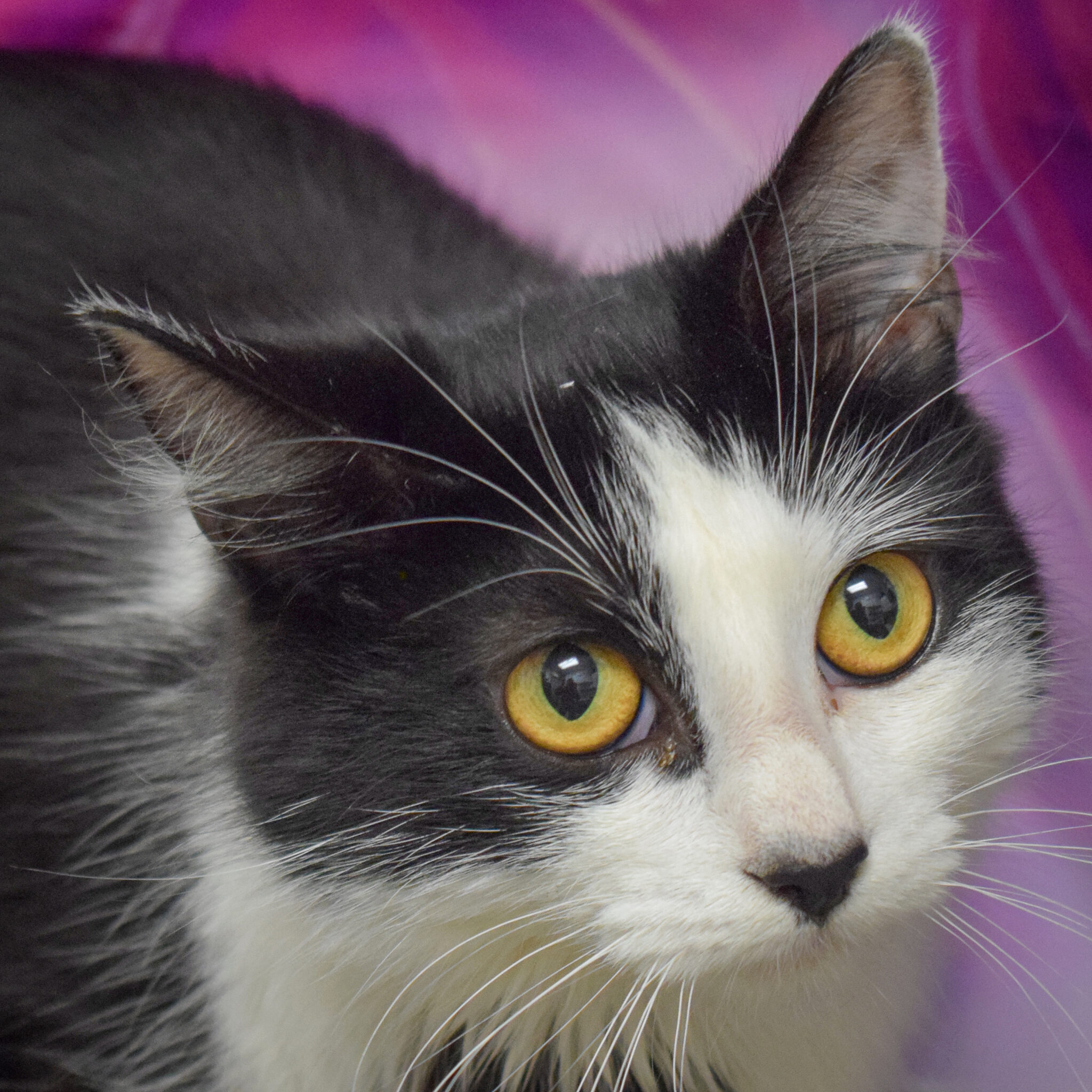 Kit Kat - Animal House Shelter