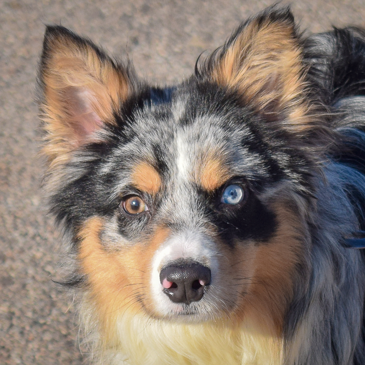 Marlo - Animal House Shelter