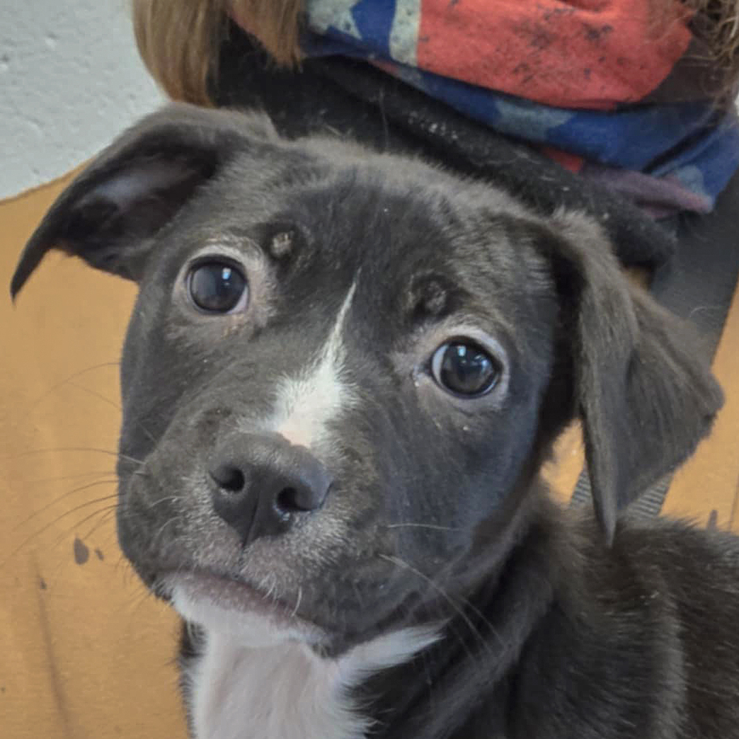 Mindy - Animal House Shelter