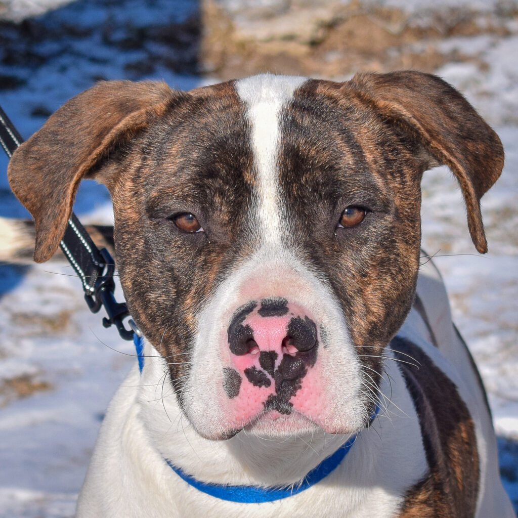 Rosco - Animal House Shelter