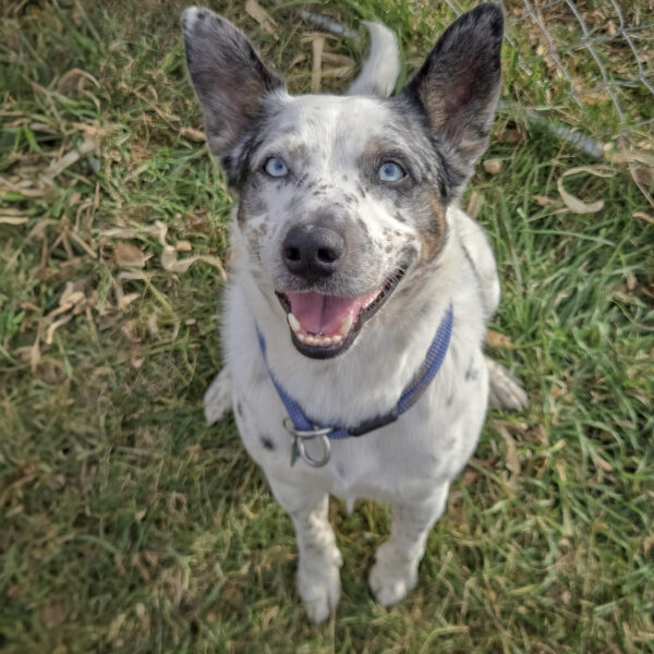 Bronco - Animal House Shelter