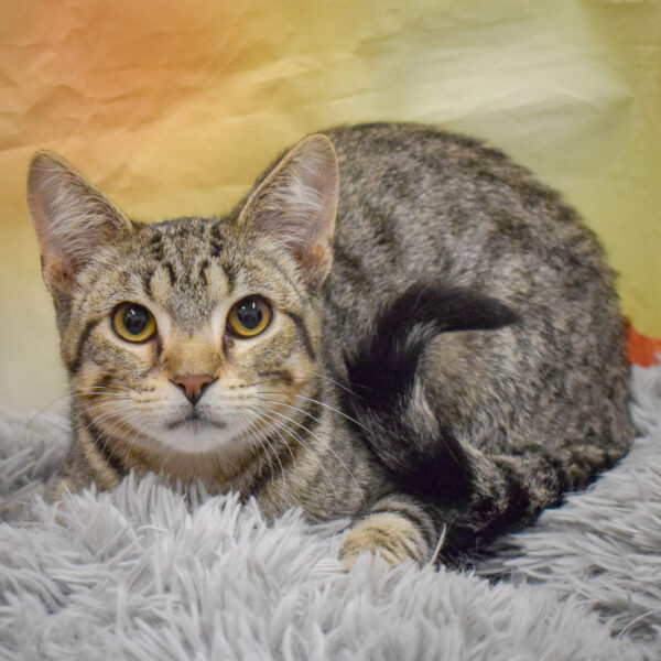 Croissant - Animal House Shelter