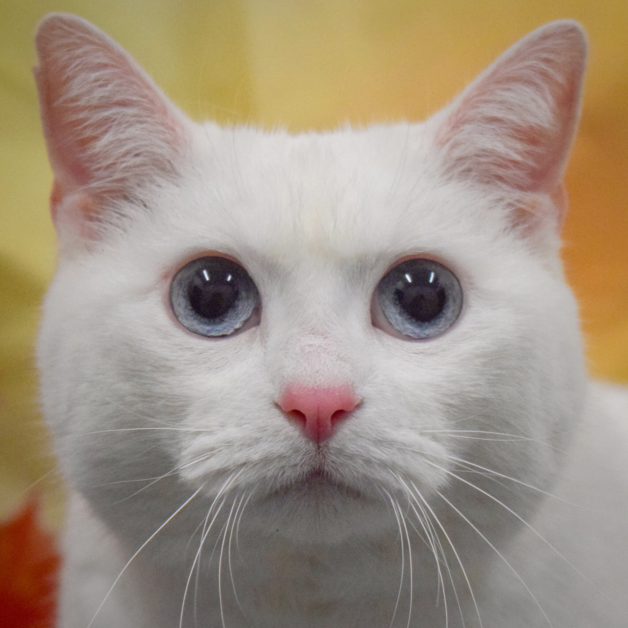 Elsa - Animal House Shelter