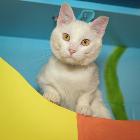 Fritz - Animal House Shelter