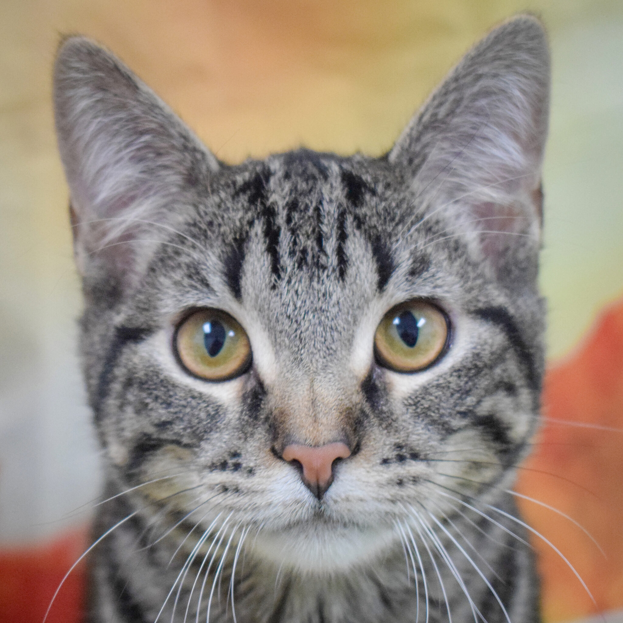 Giggy - Animal House Shelter