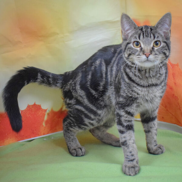 Giggy - Animal House Shelter