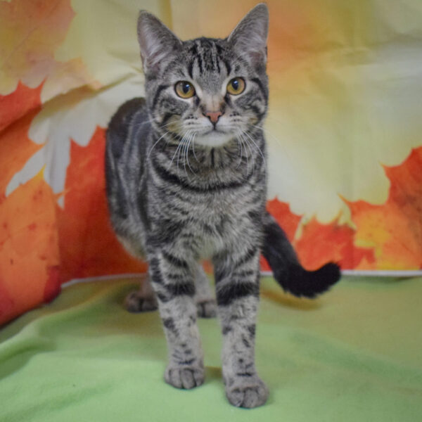 Giggy - Animal House Shelter