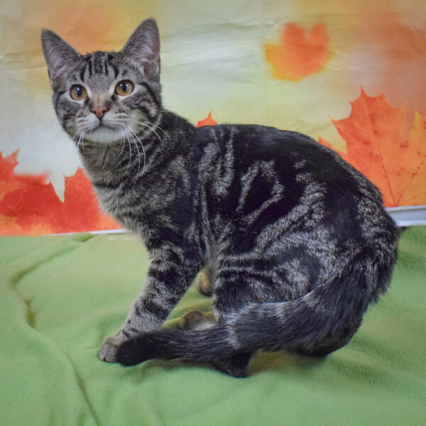 Giggy - Animal House Shelter