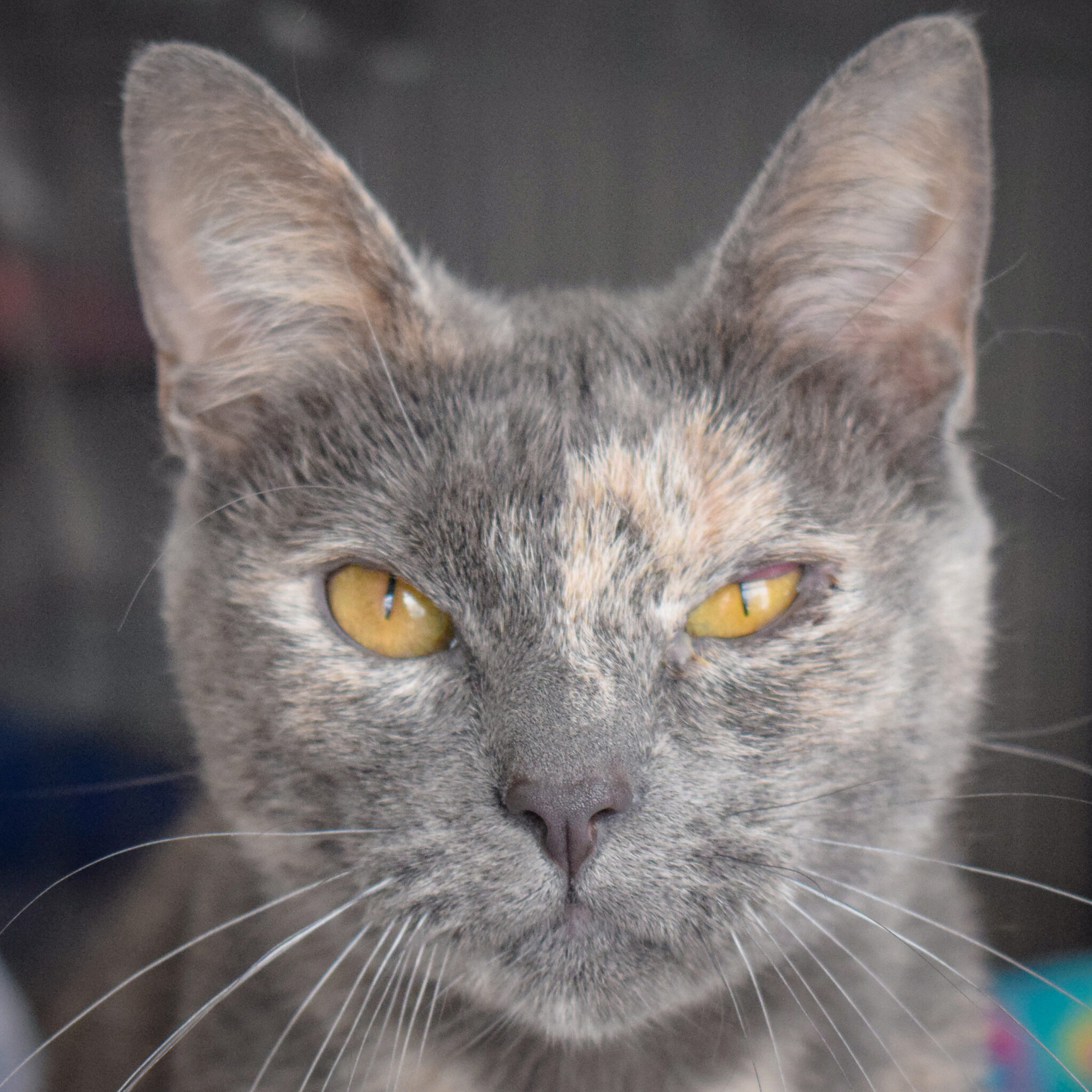 Hallie - Animal House Shelter