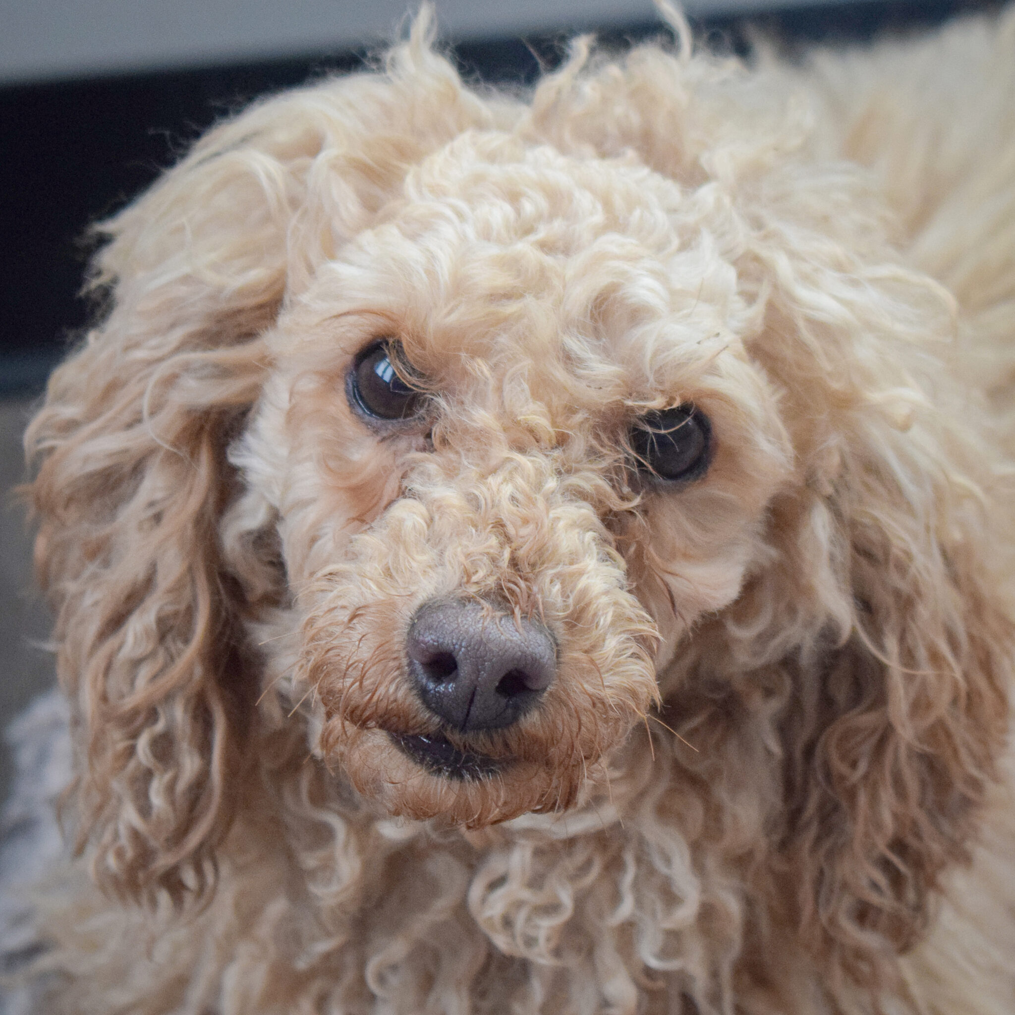 Ida - Animal House Shelter