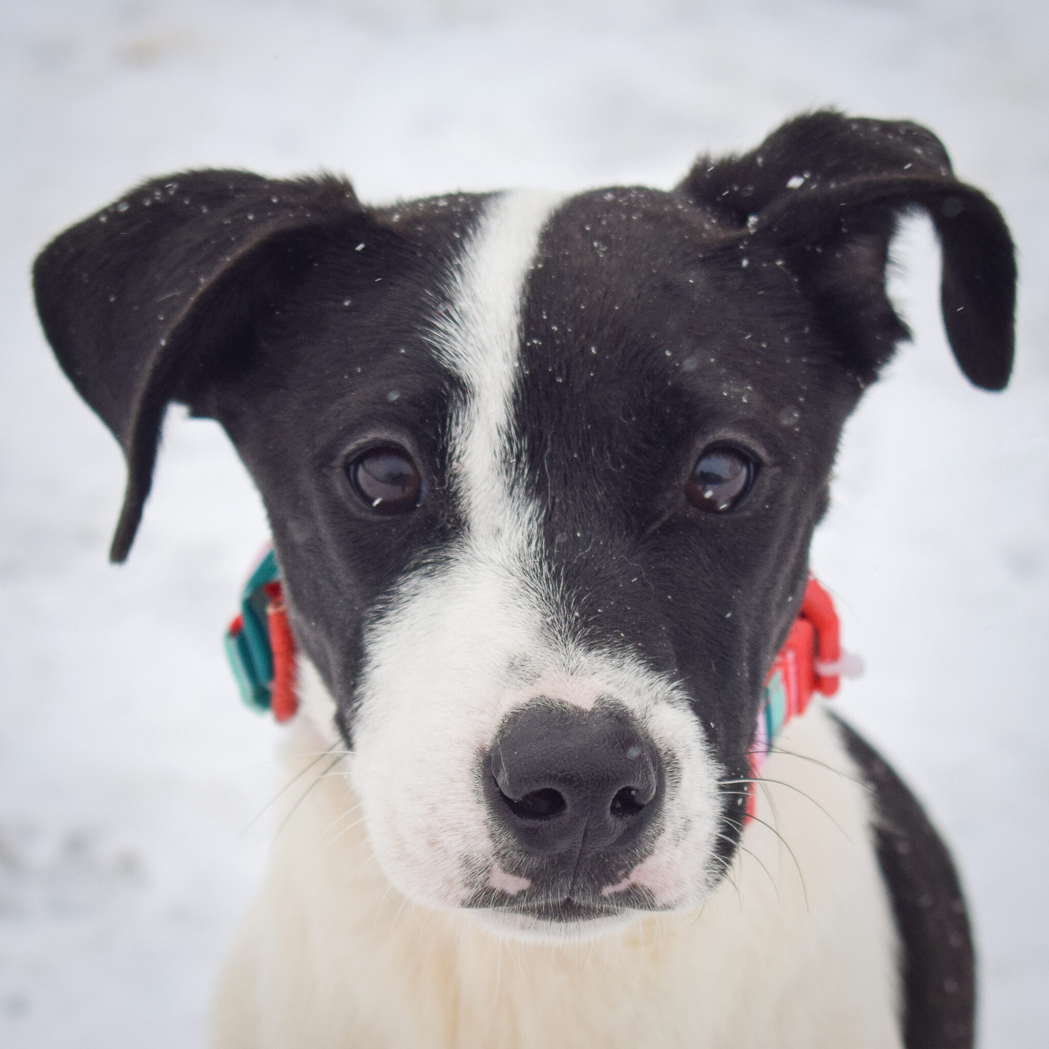 James - Animal House Shelter