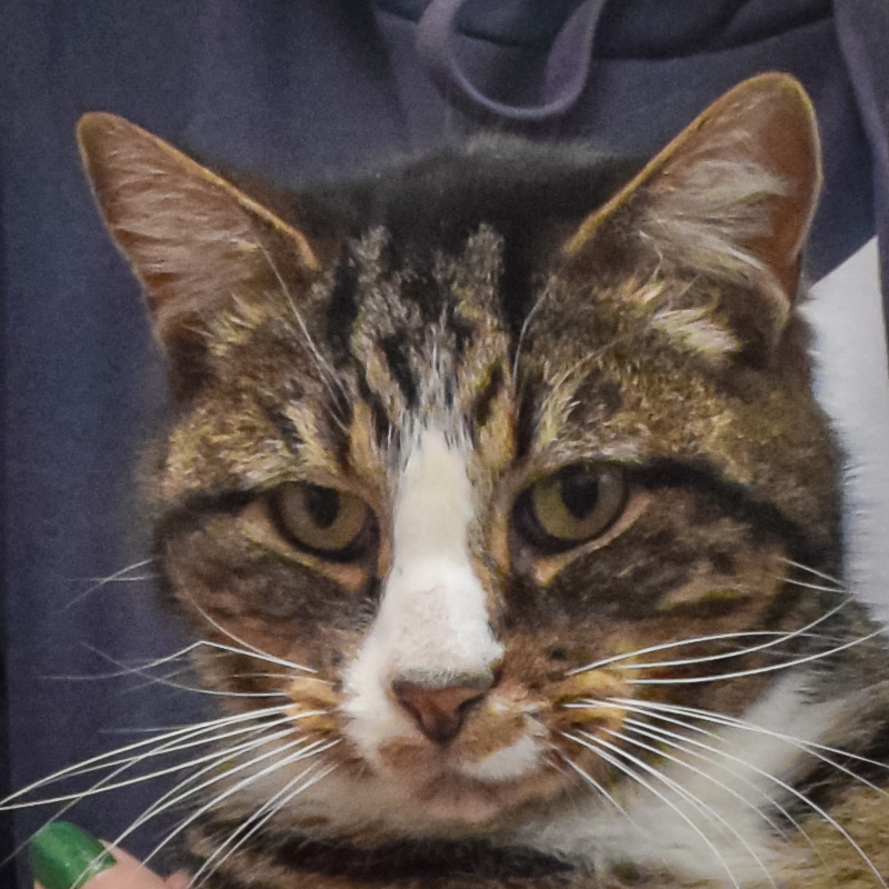 Mr. Swirl - Animal House Shelter