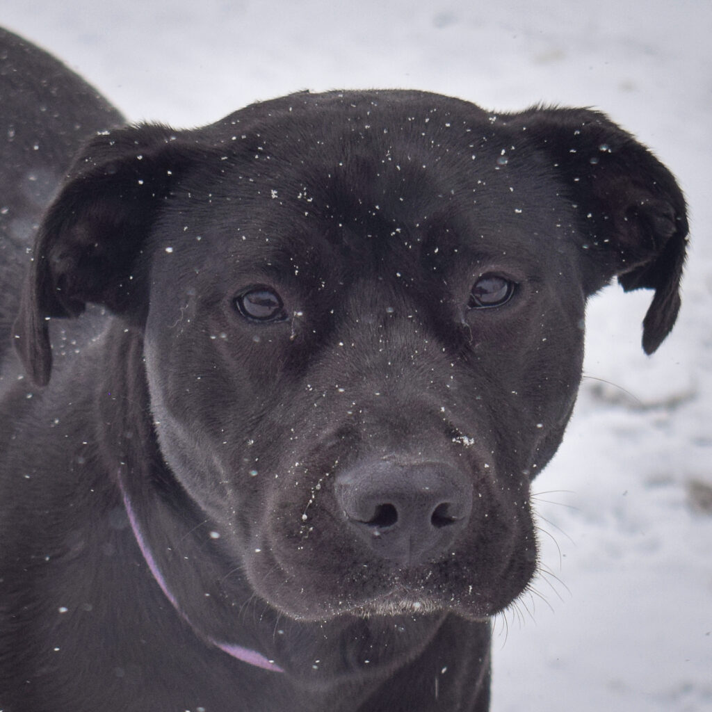 Onyx - Animal House Shelter