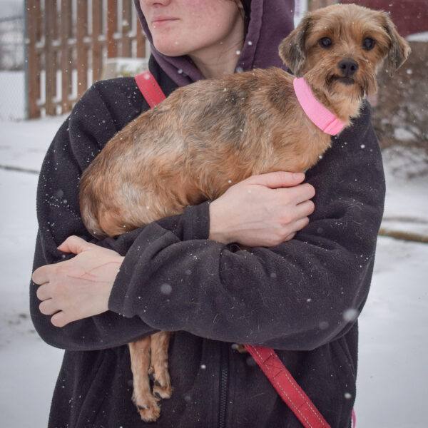 Pippi - Animal House Shelter