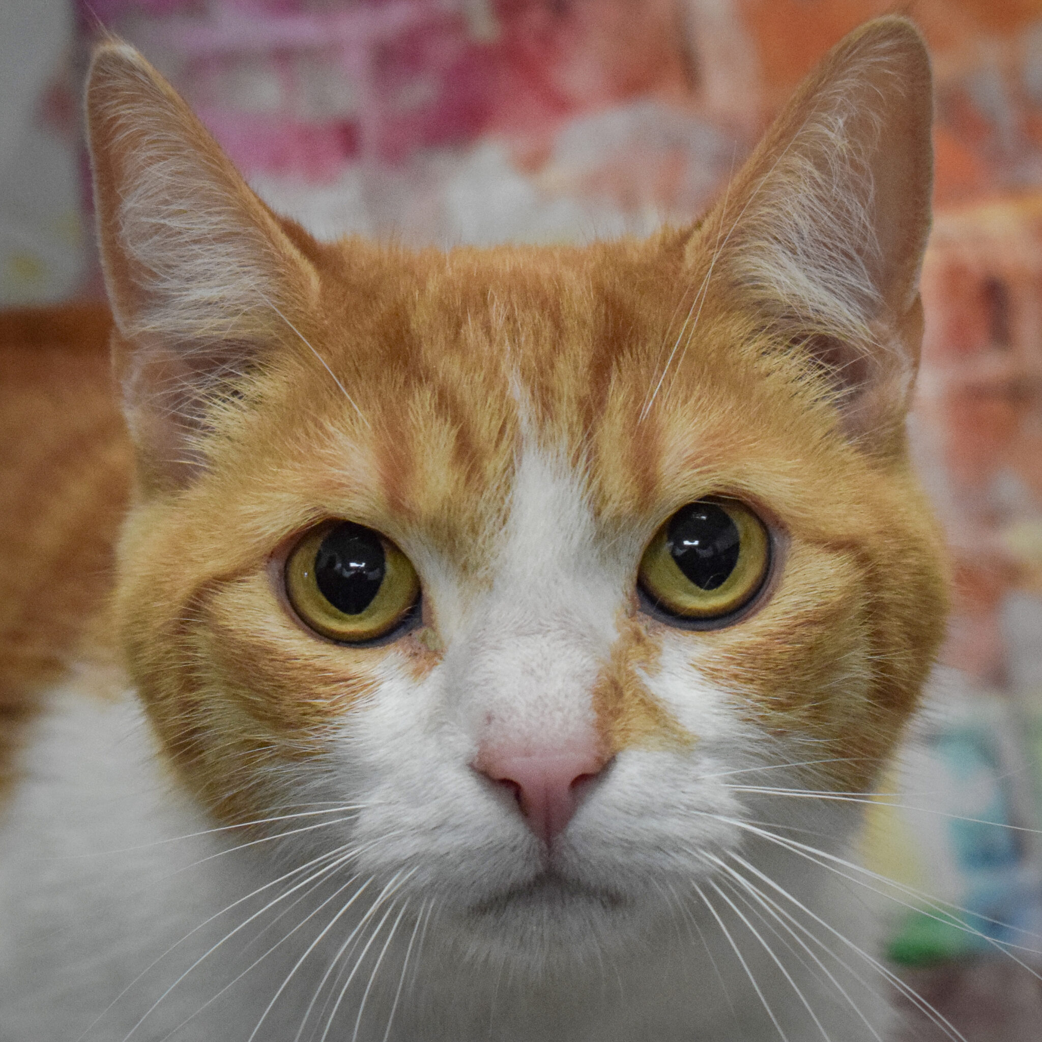 Quatro - Animal House Shelter