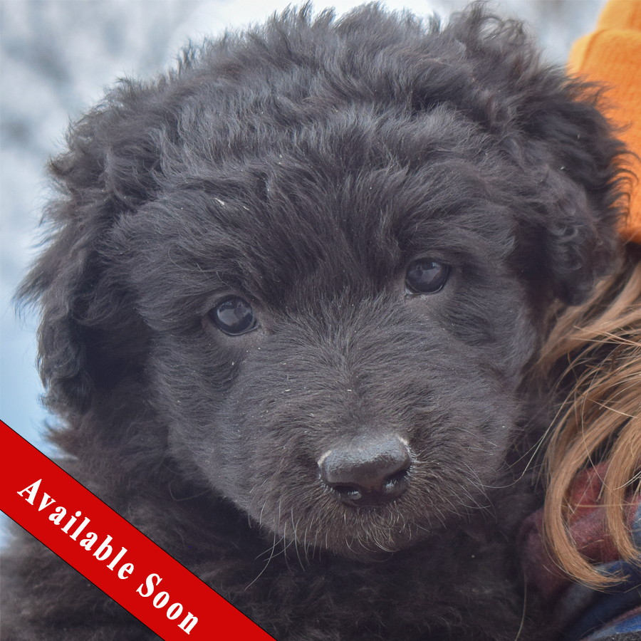 Wookie - Animal House Shelter