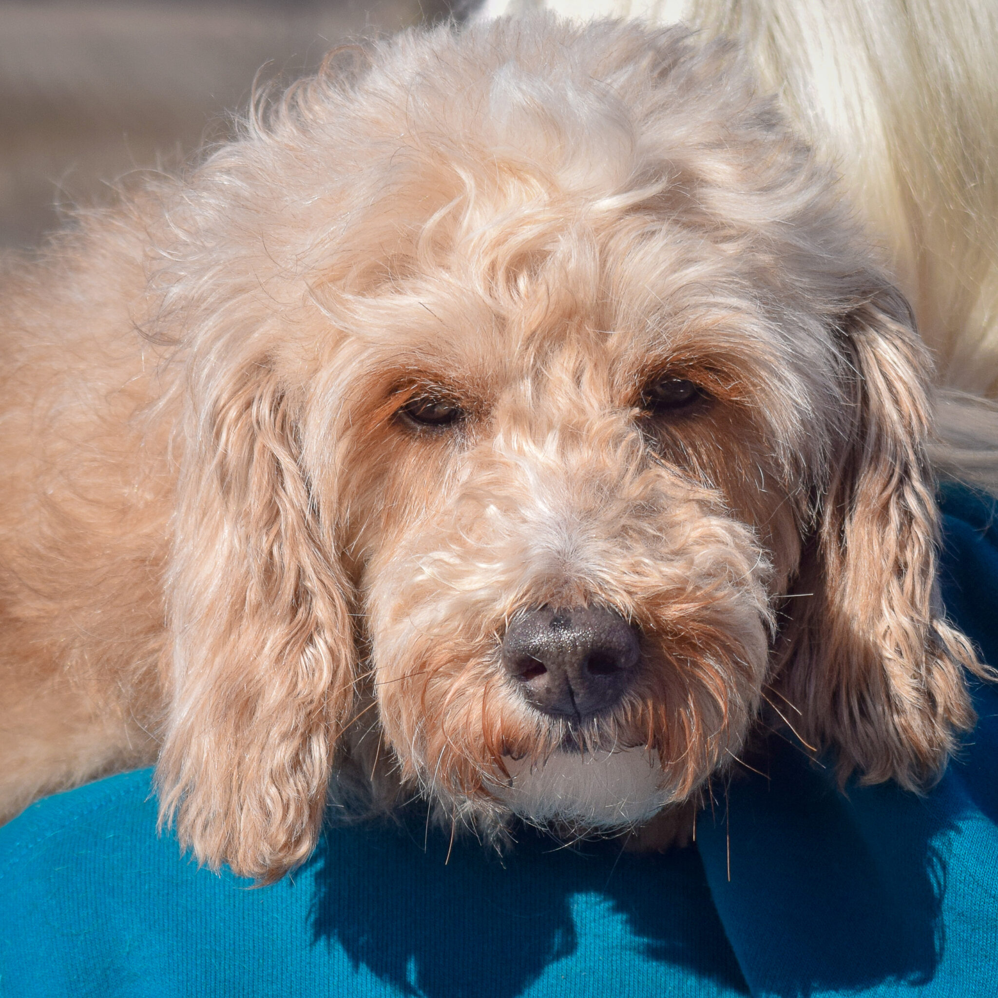 Ellie - Animal House Shelter