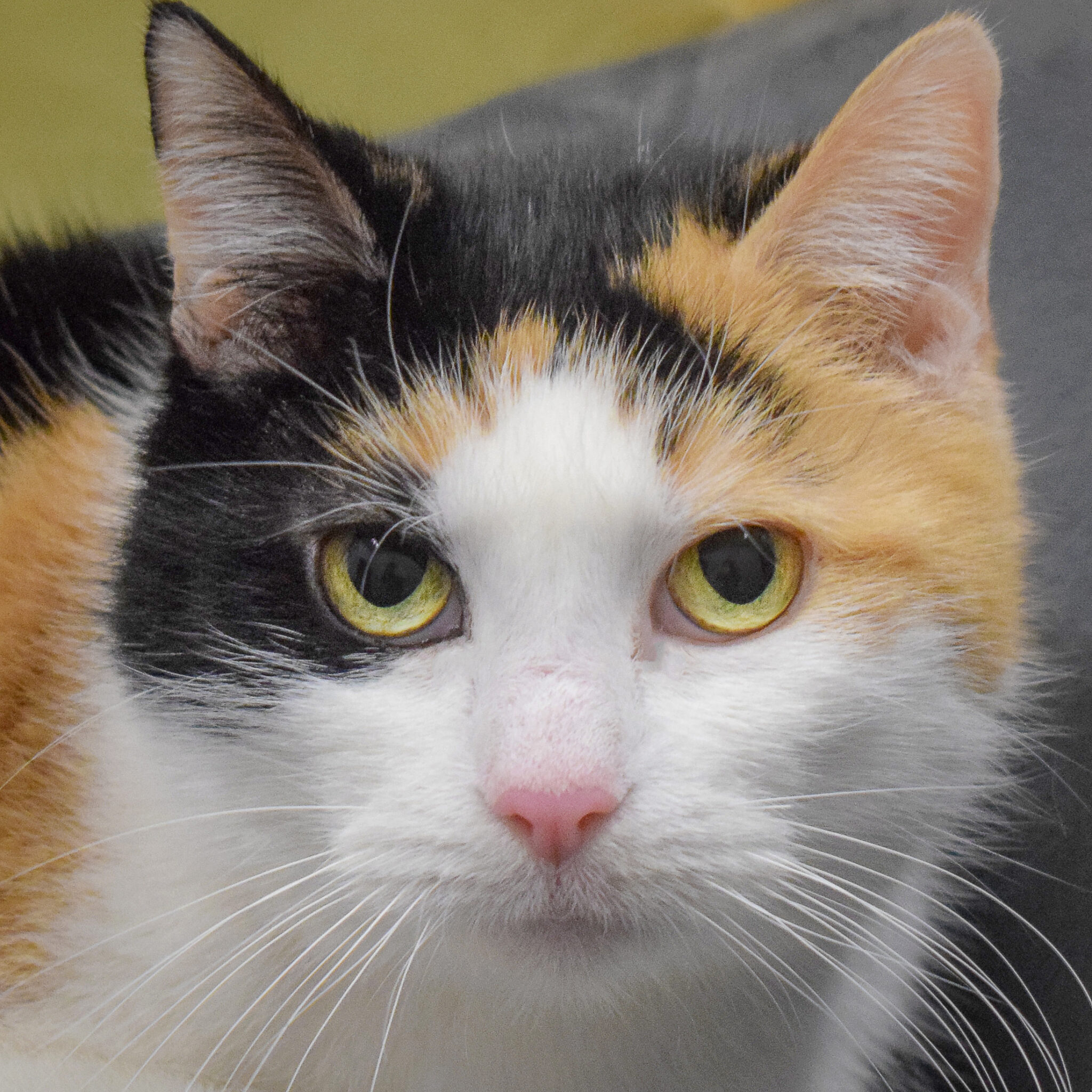 Ember - Animal House Shelter