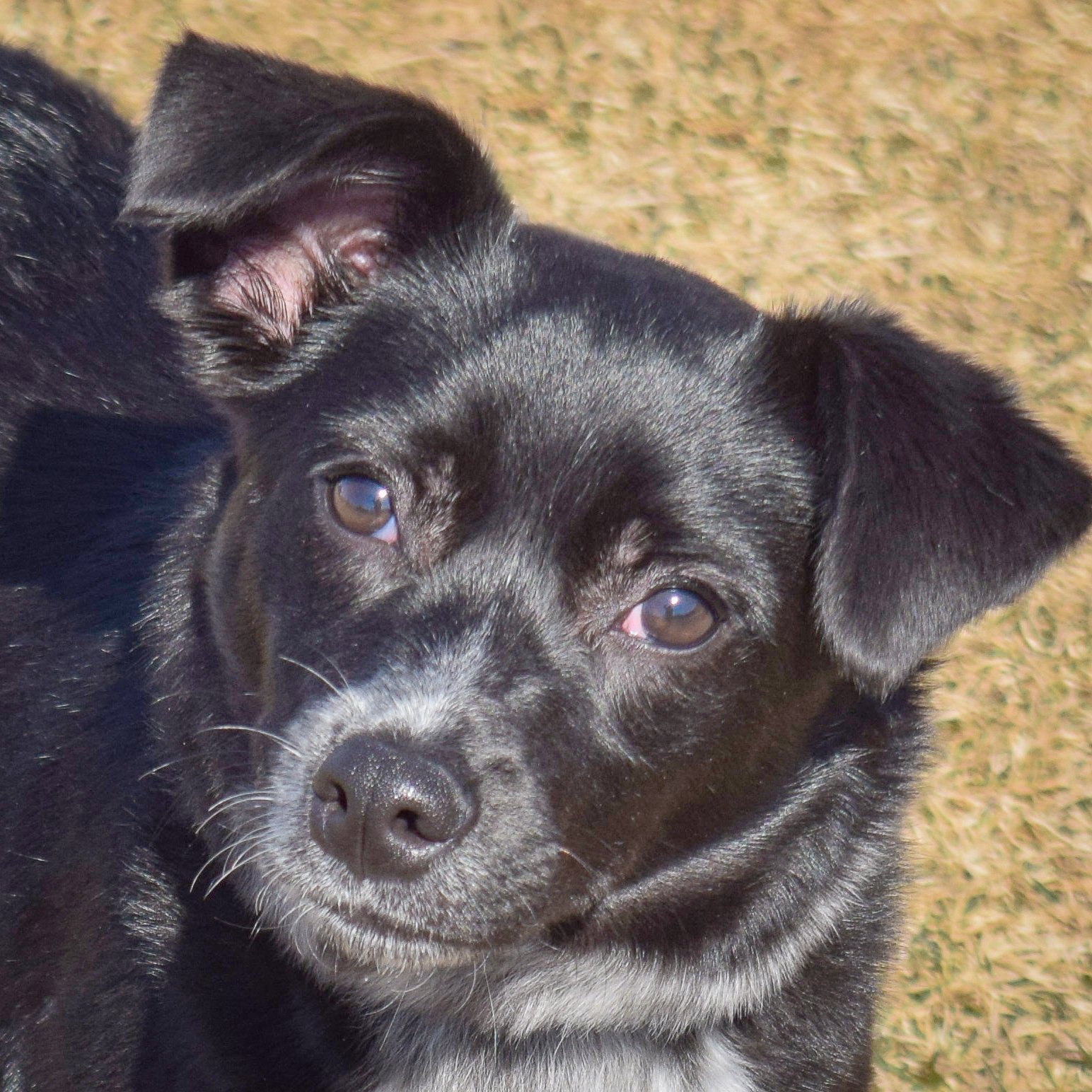 Fawn - Animal House Shelter