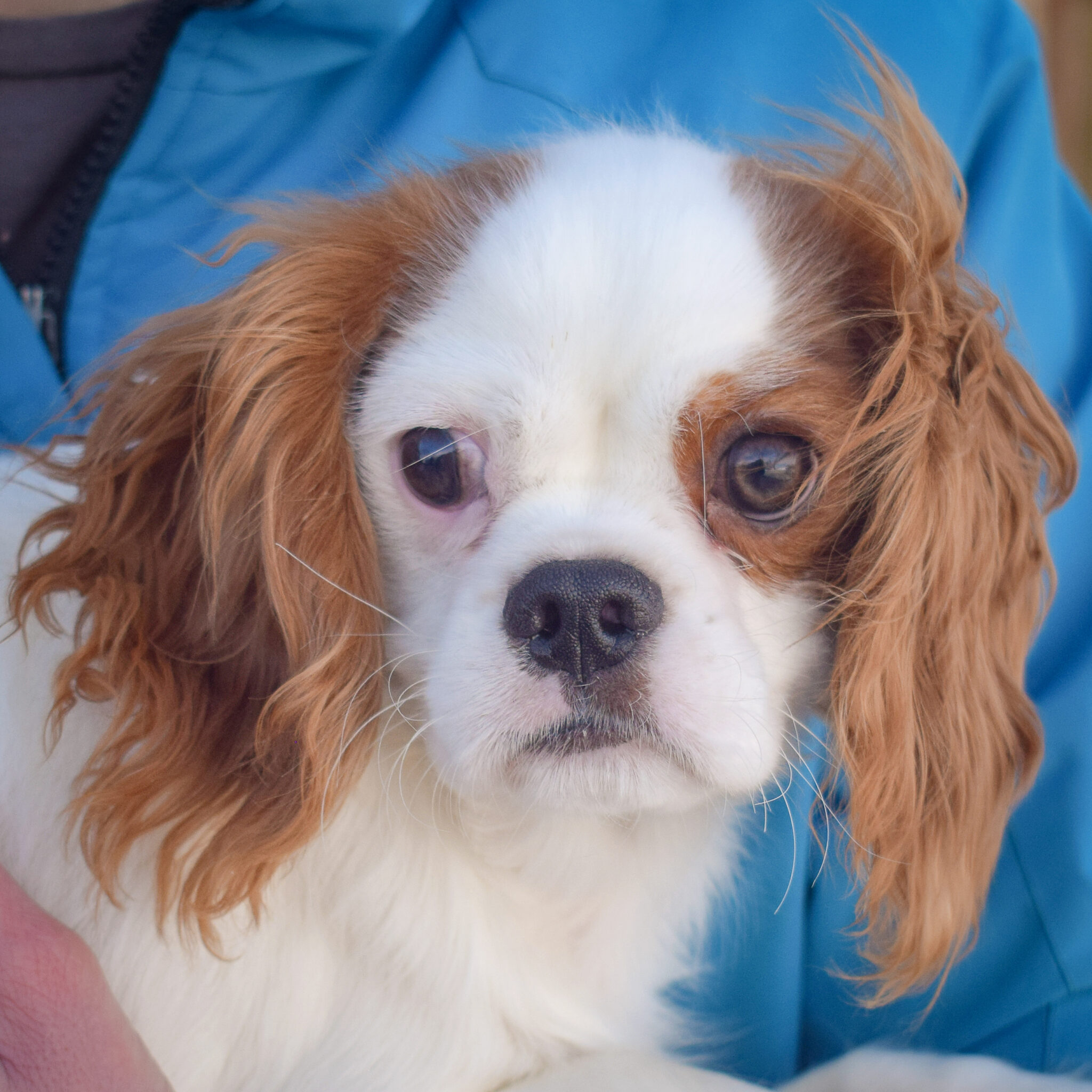 Kingsley - Animal House Shelter