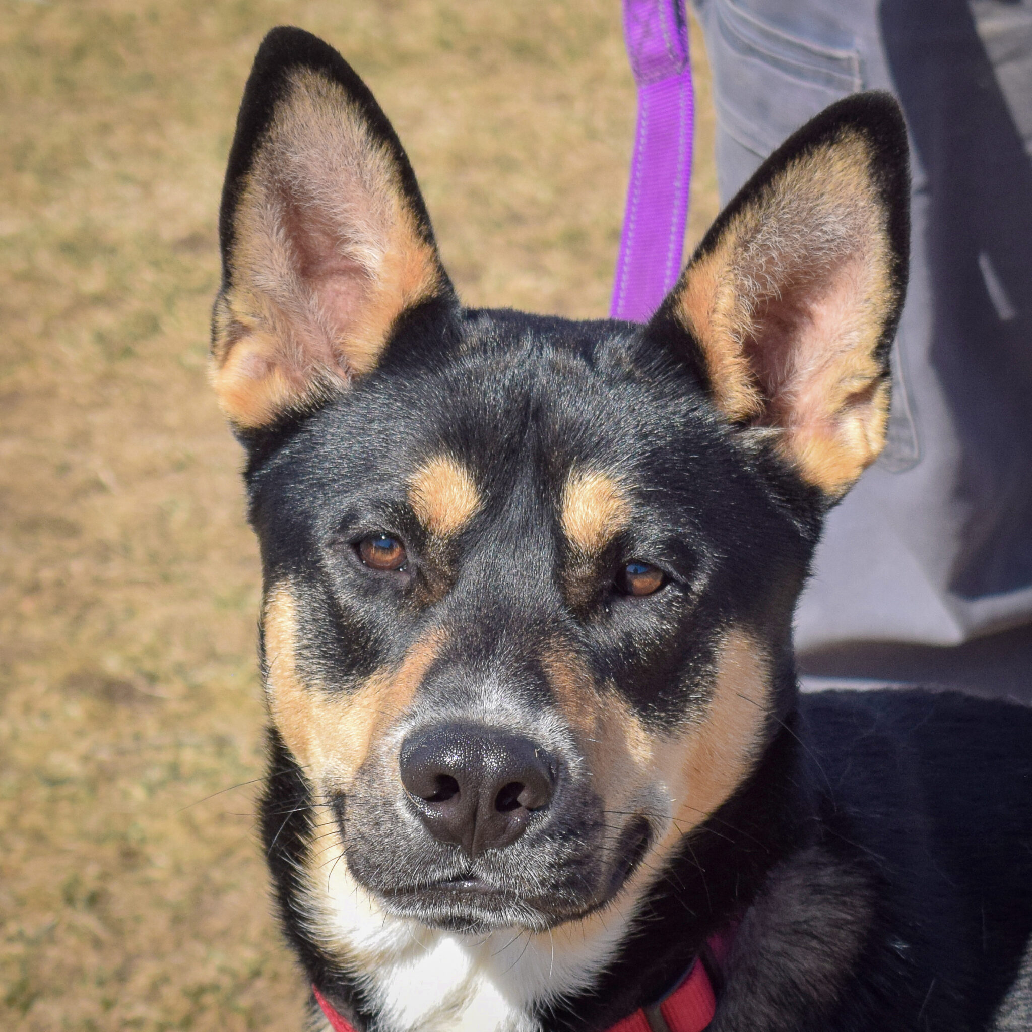 Kody - Animal House Shelter