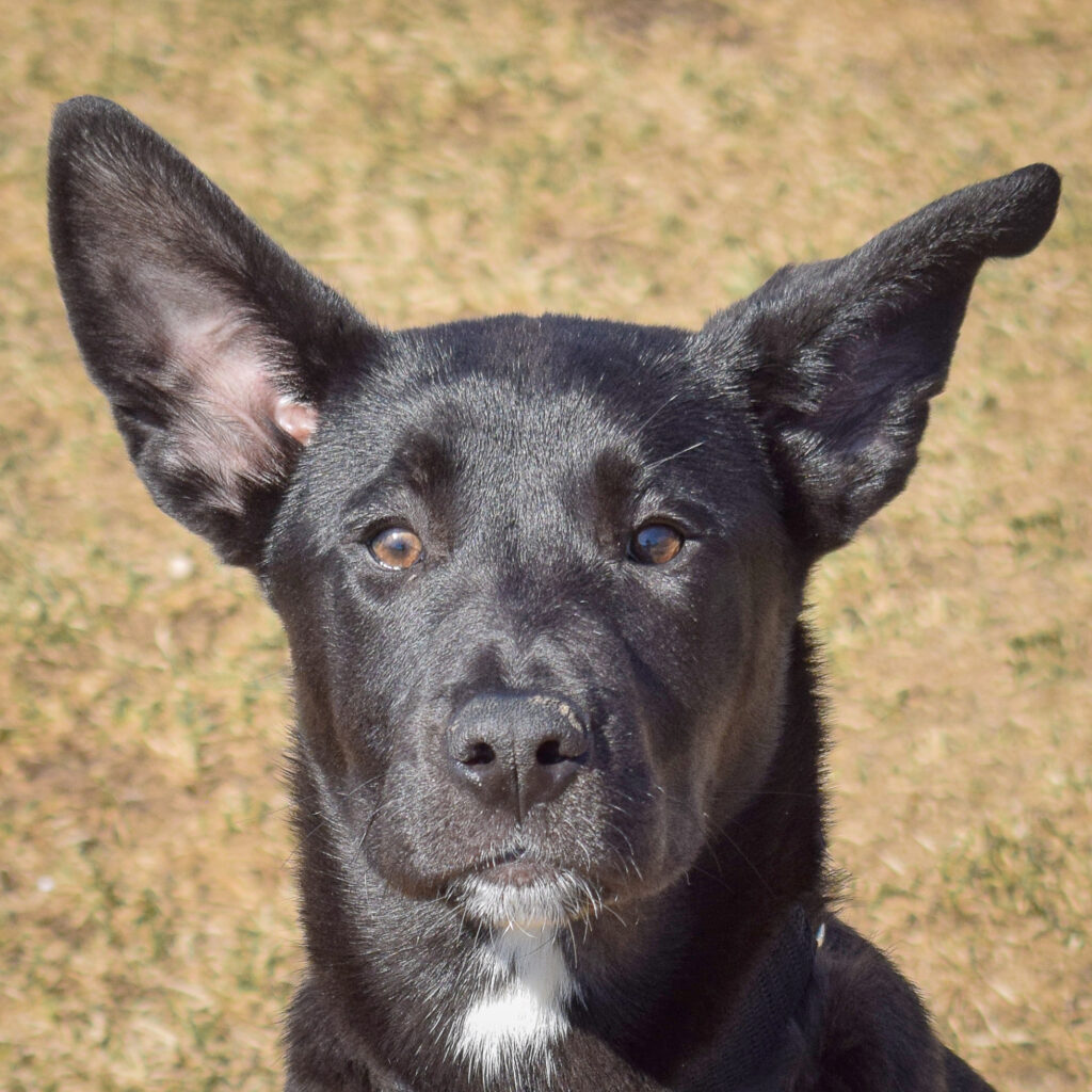 Lia - Animal House Shelter