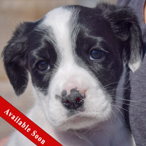 Pandora - Animal House Shelter