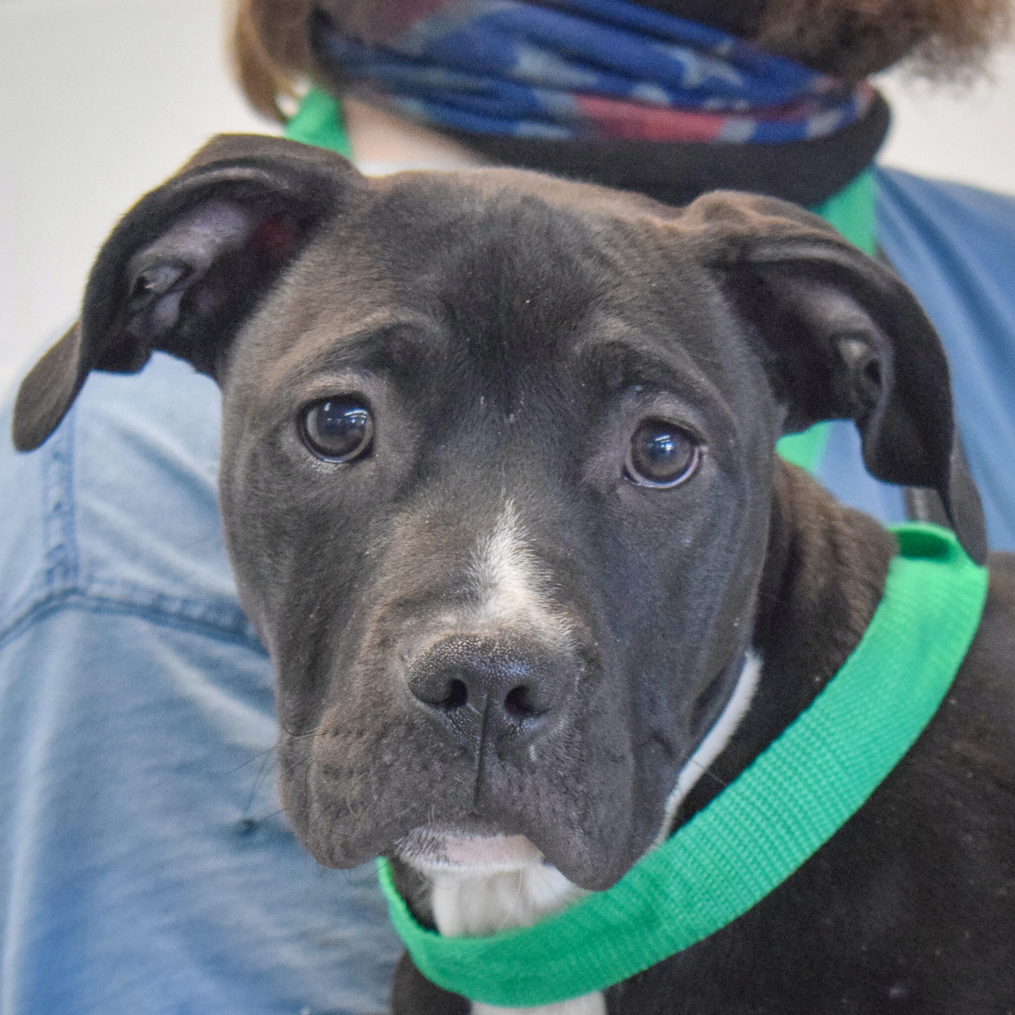 Patricia - Animal House Shelter