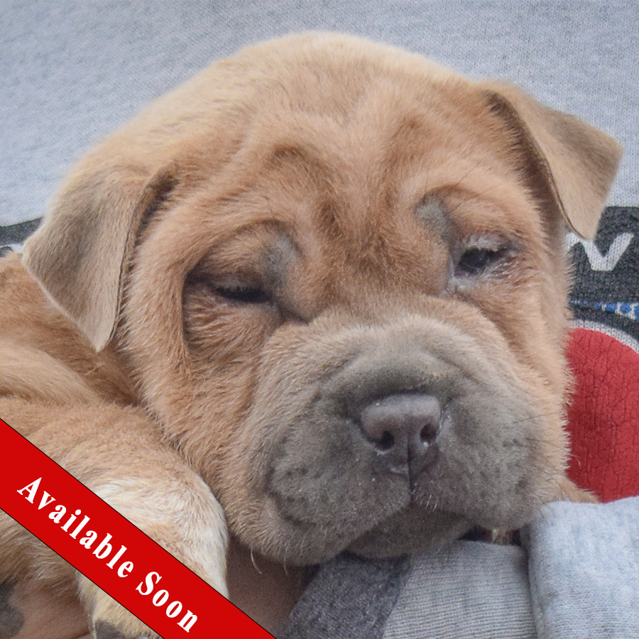 Patty - Animal House Shelter