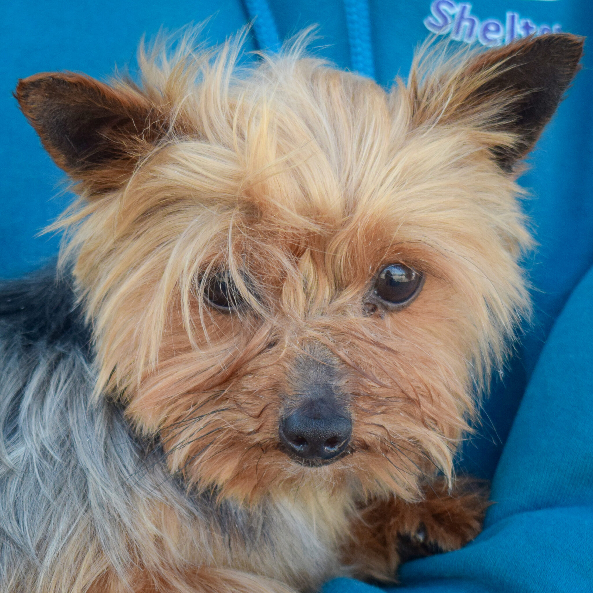 Quagmire - Animal House Shelter