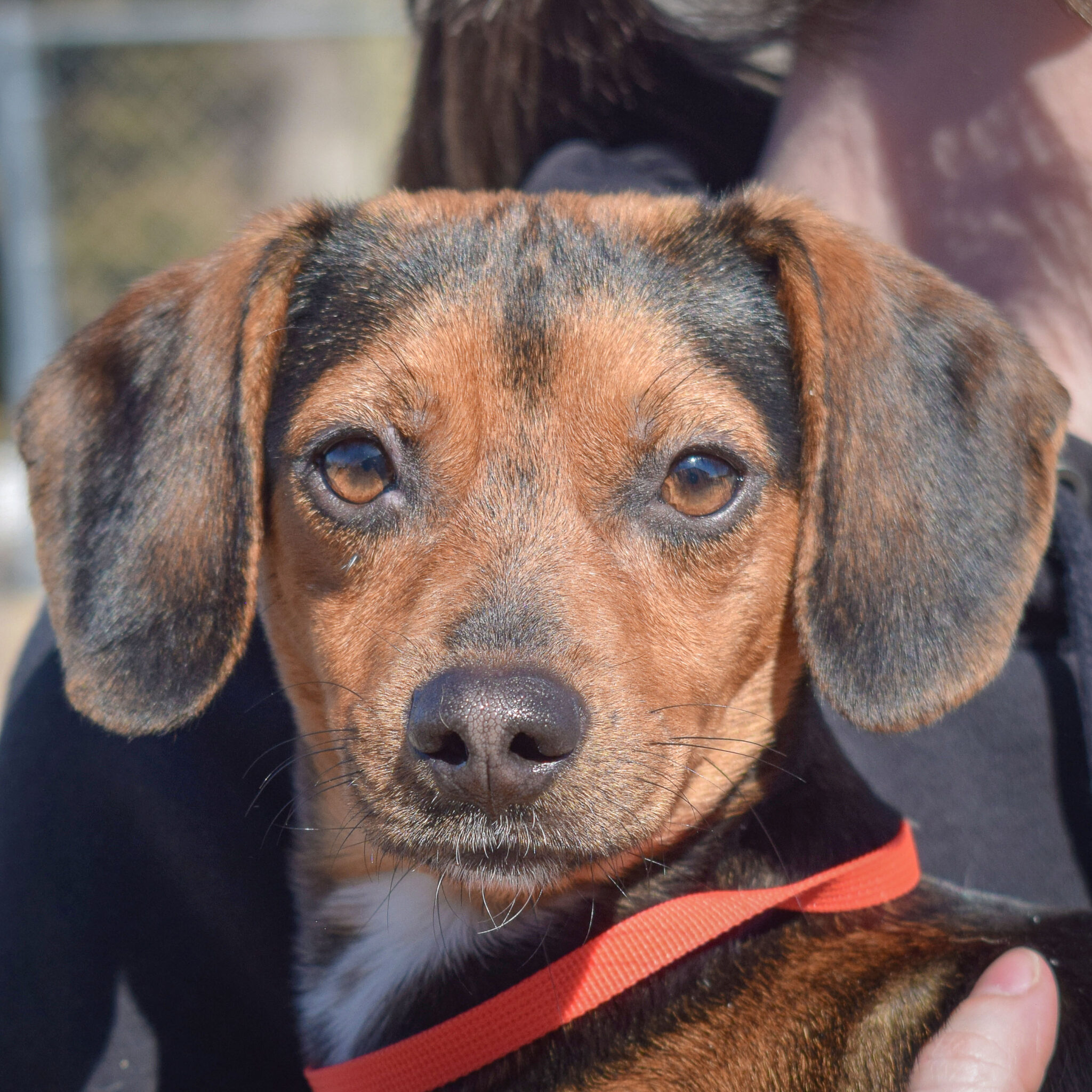 Sassy - Animal House Shelter