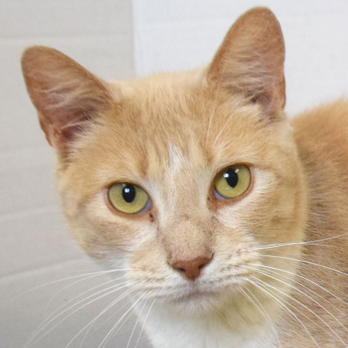 Sprinkles - Animal House Shelter