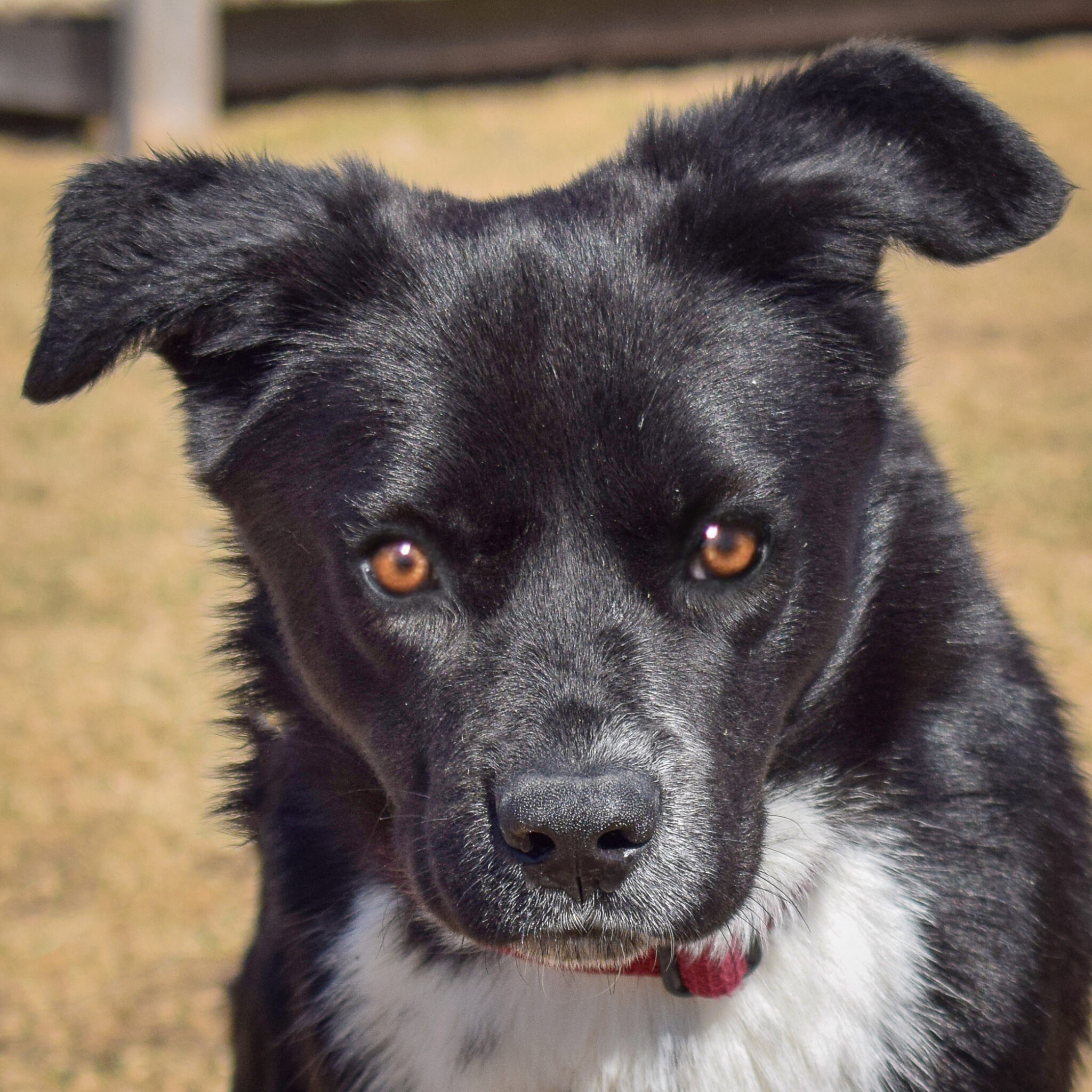 Wasabi - Animal House Shelter