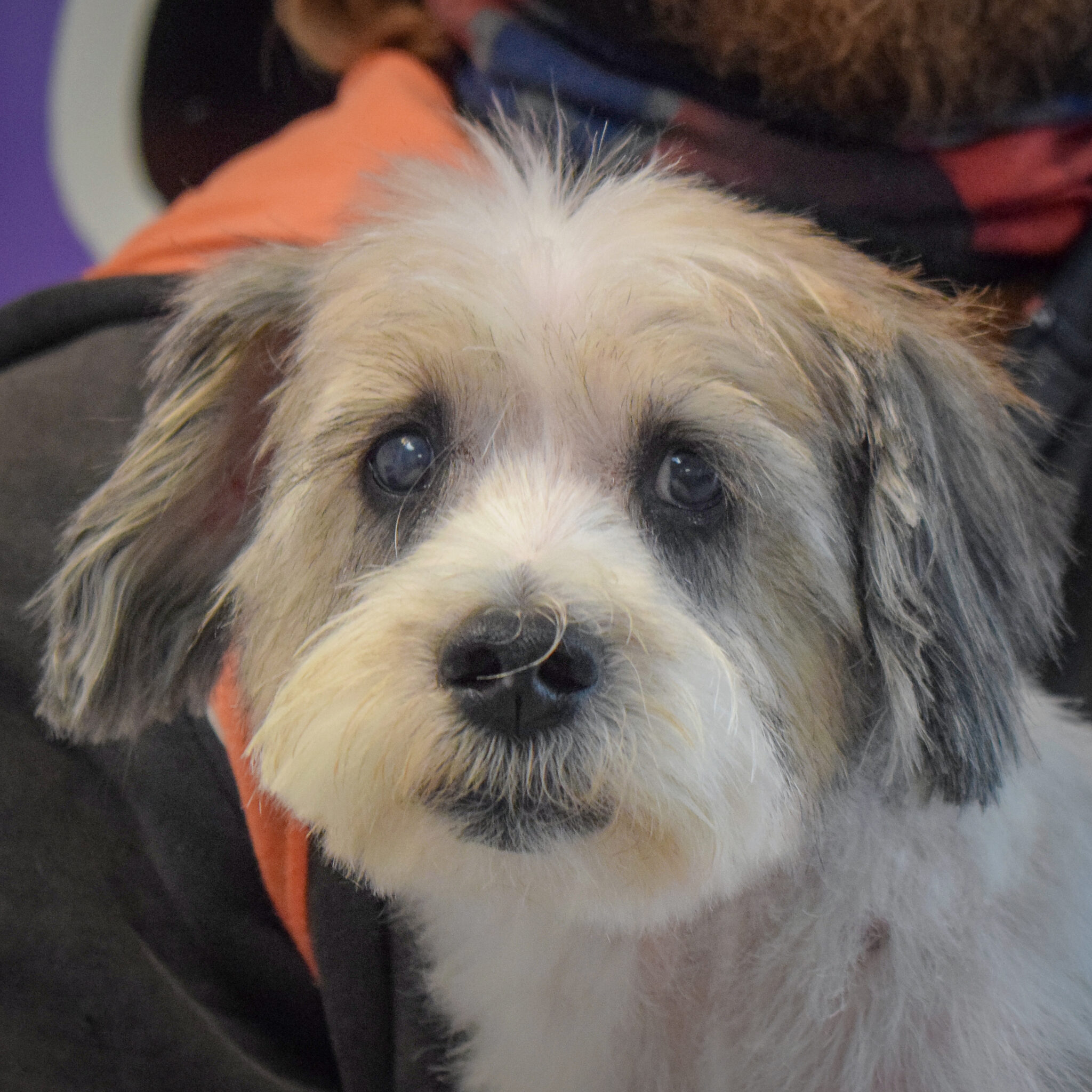 Wiggle - Animal House Shelter