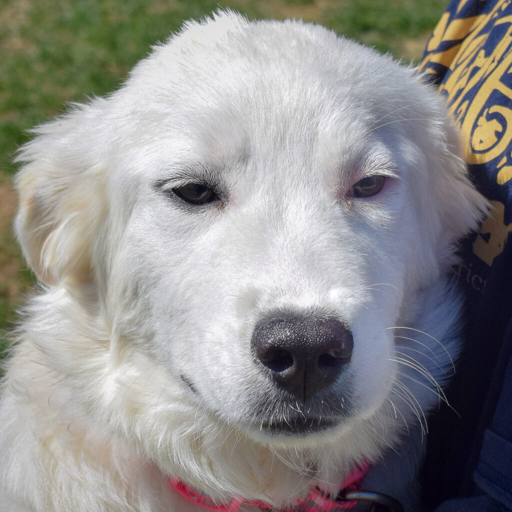 Ivory - Animal House Shelter