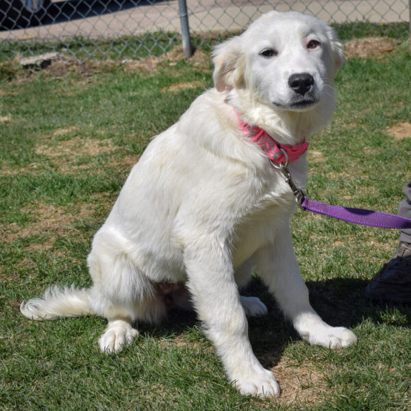 Ivory - Animal House Shelter