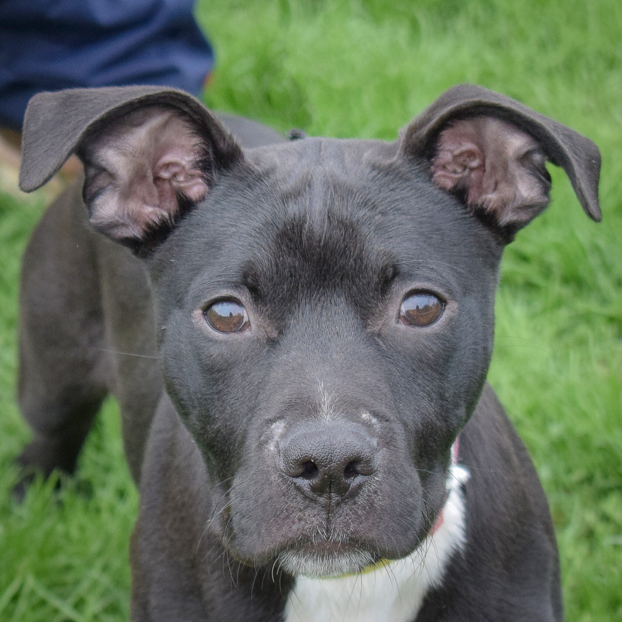 Otto - Animal House Shelter