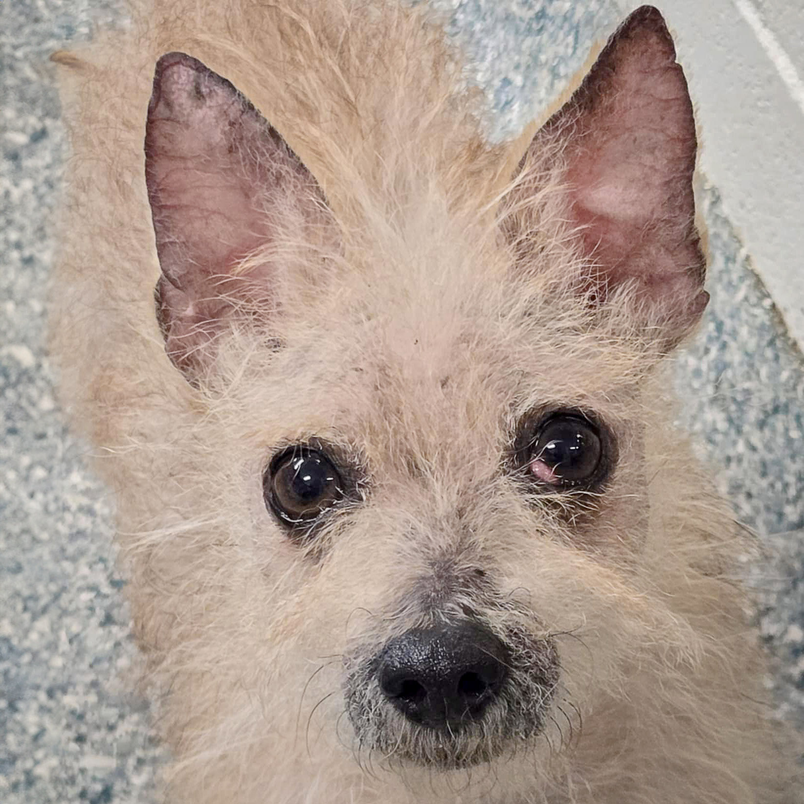 Sanders - Animal House Shelter