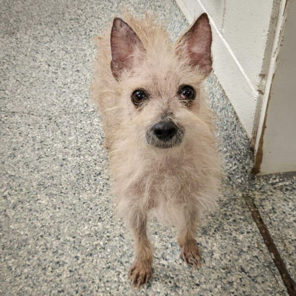 Sanders - Animal House Shelter