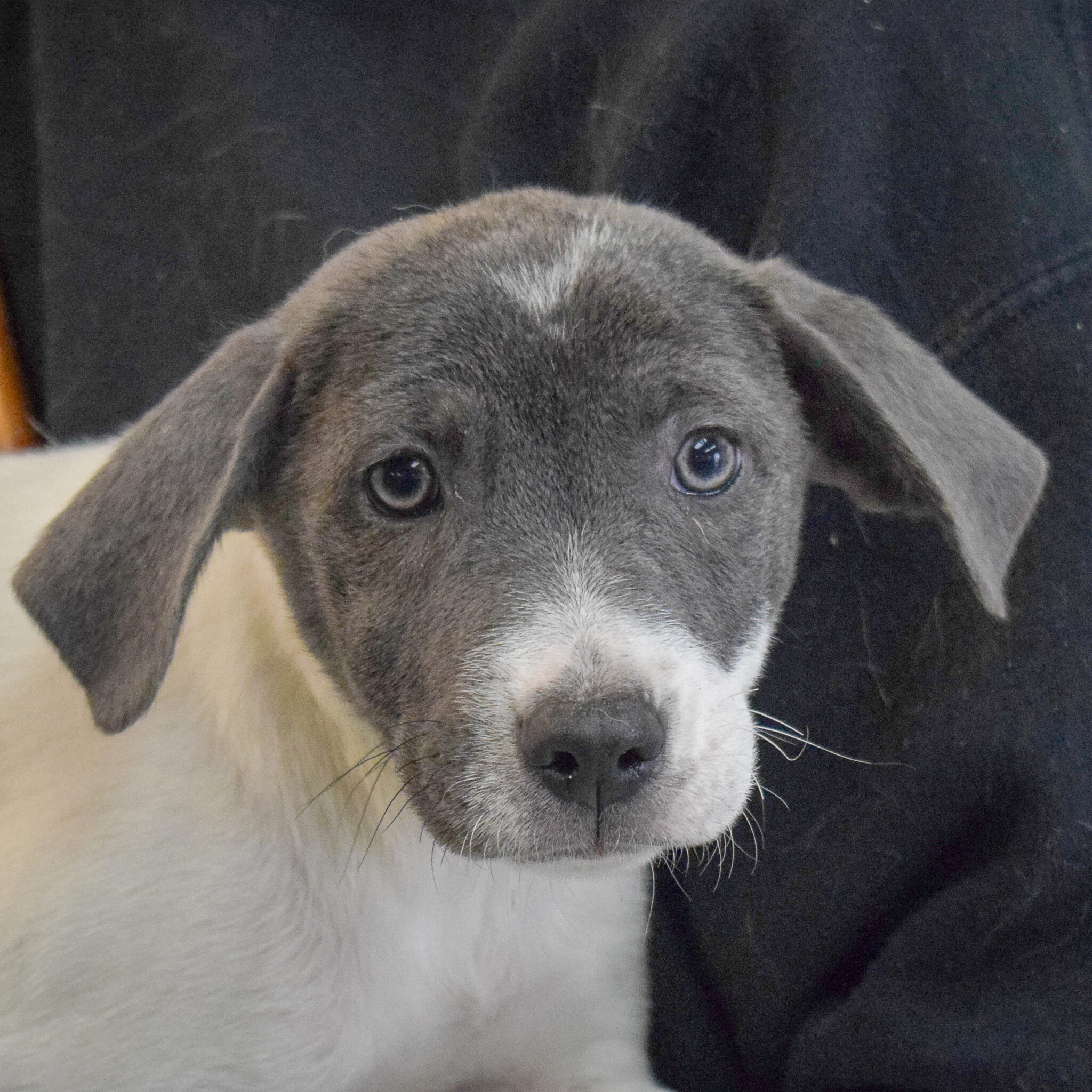 Swoosh - Animal House Shelter