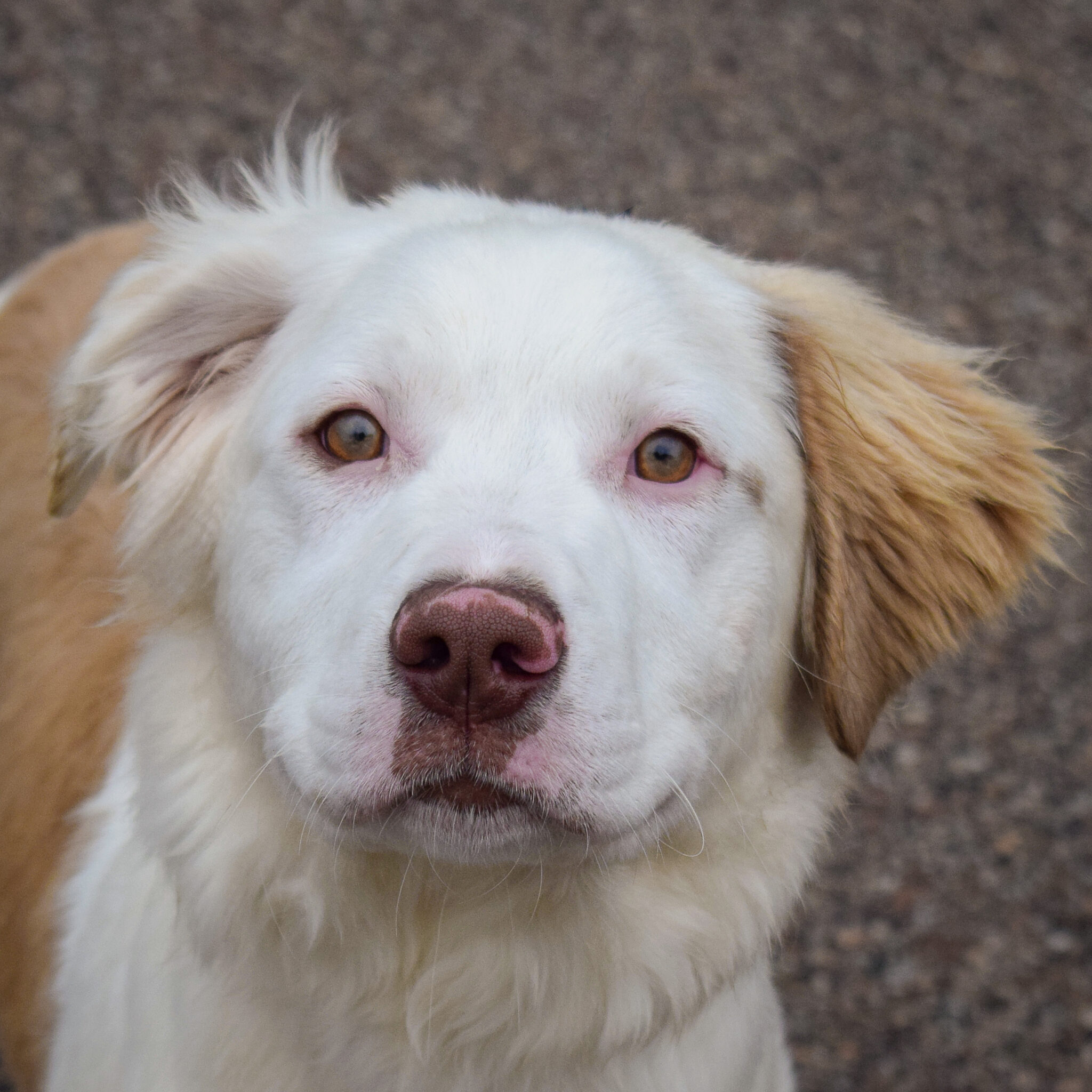 Thomas Derrick - Animal House Shelter