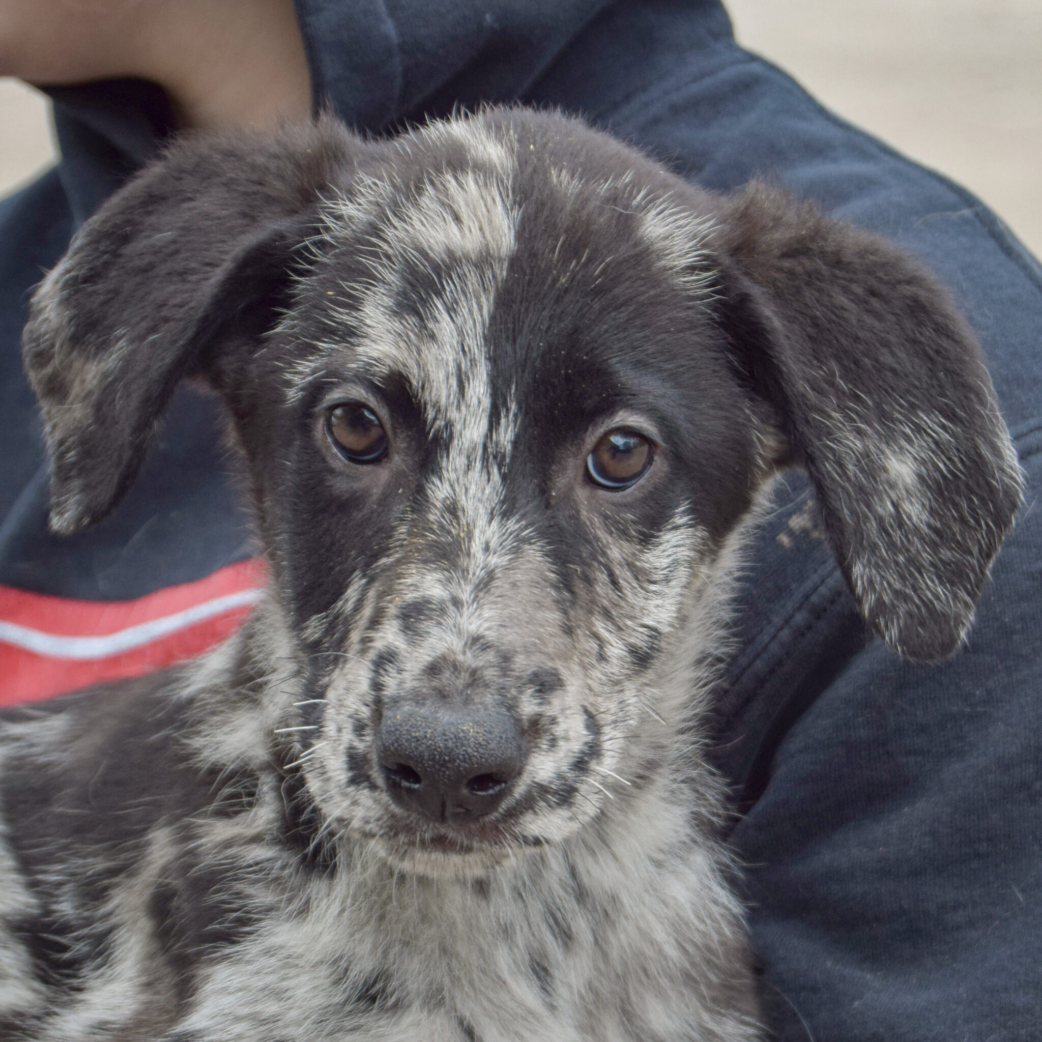 Archie - Animal House Shelter